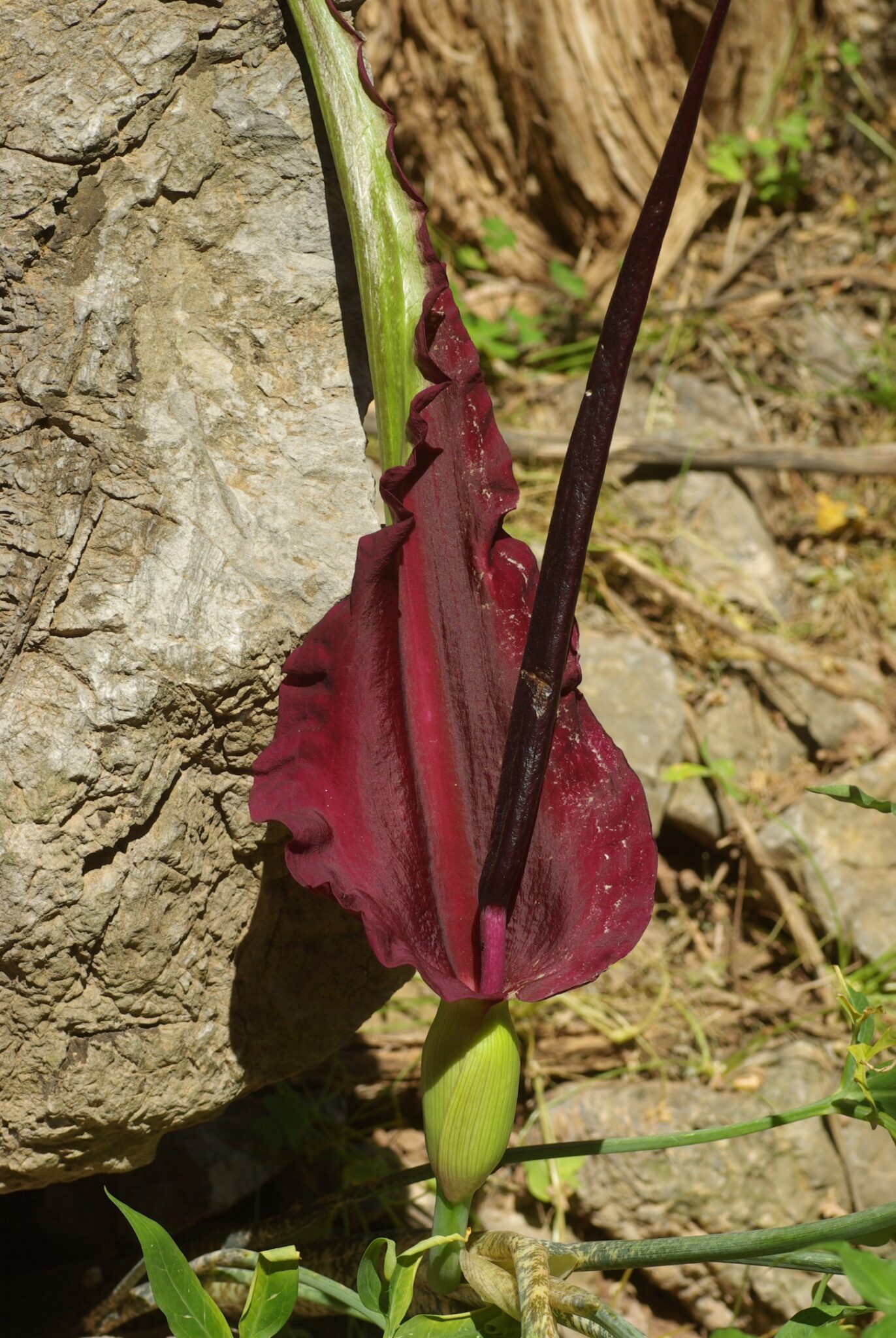 Dracunculus vulgaris Schott – FLORA MARE NOSTRUM