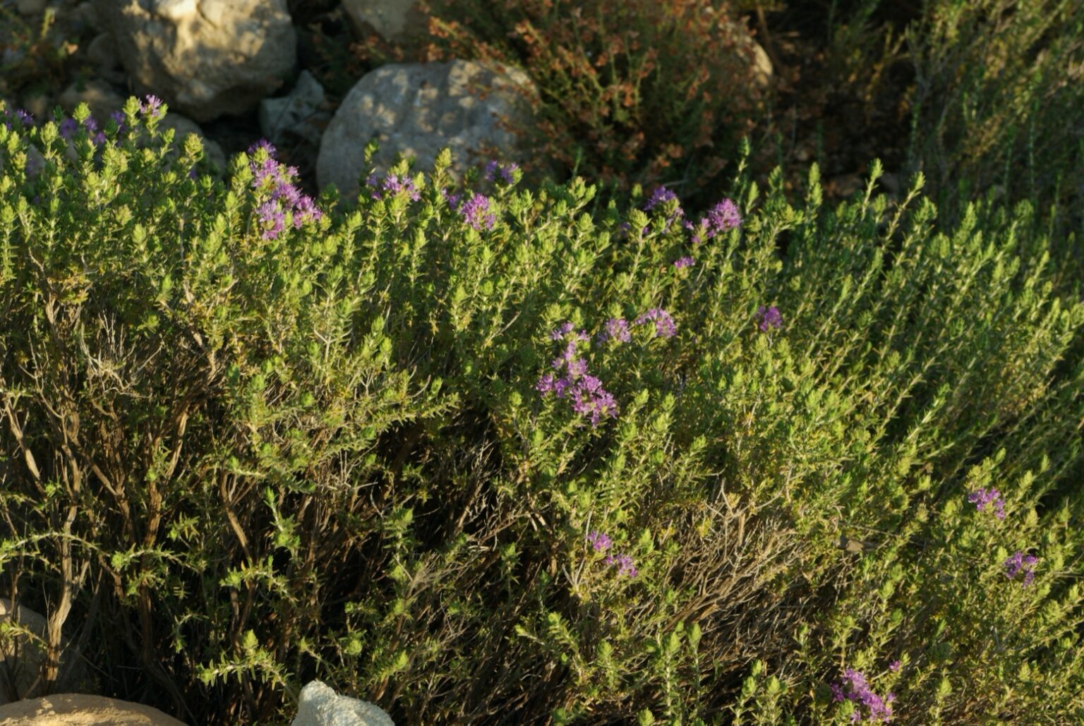 Coridothymus capitatus (L.) Rchb. f. – FLORA MARE NOSTRUM