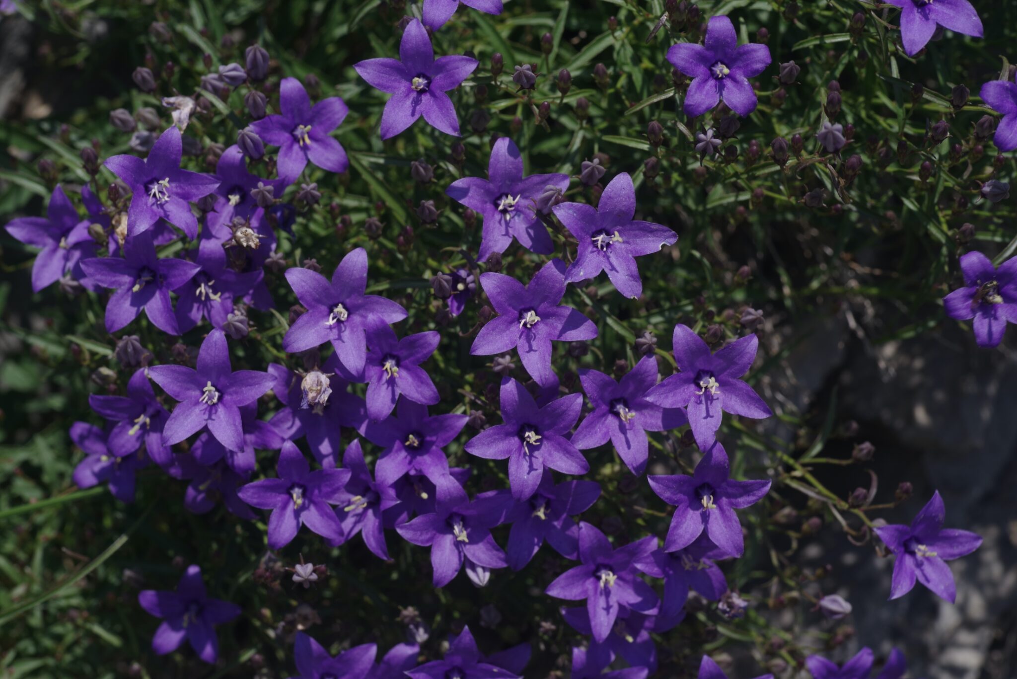 Campanula waldsteiniana Roem. et Schult. – FLORA MARE NOSTRUM
