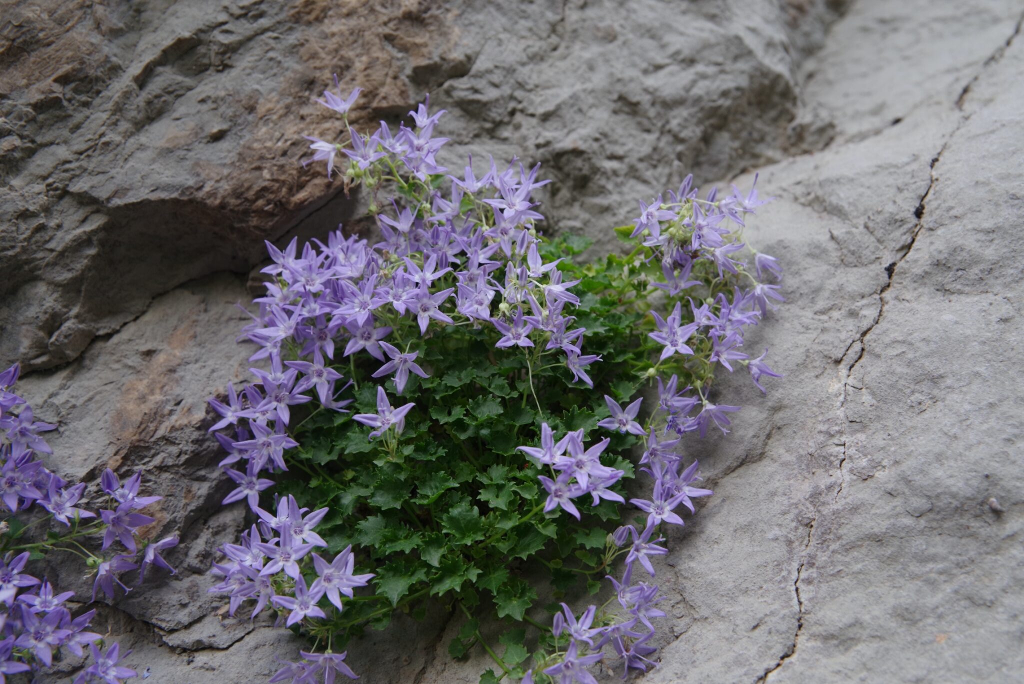 Campanula fenestrellata Feer – FLORA MARE NOSTRUM